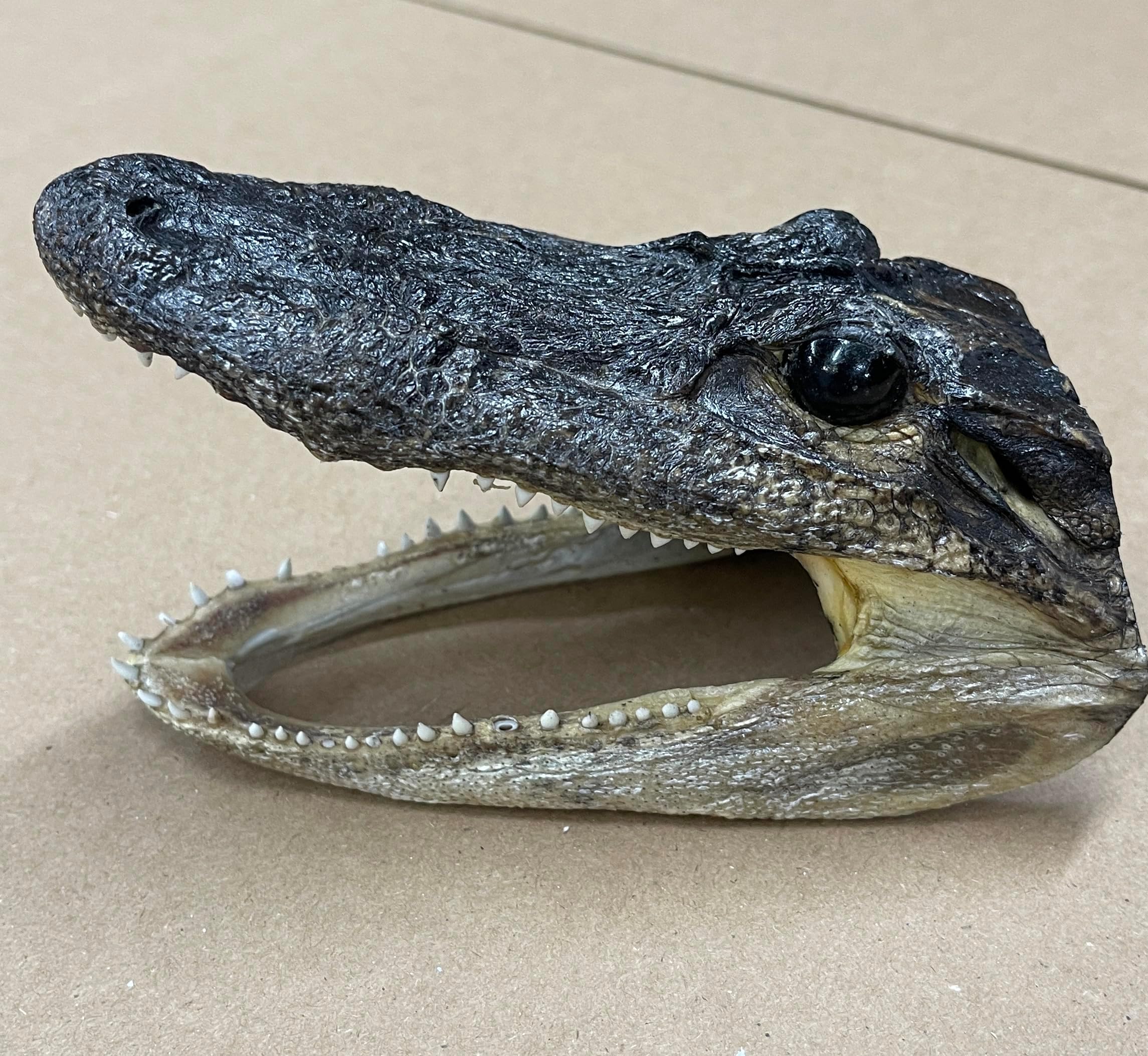 Amazon.com: Pen Kit Mall - Taxidermy American Alligator Head (6-7 Inch ...