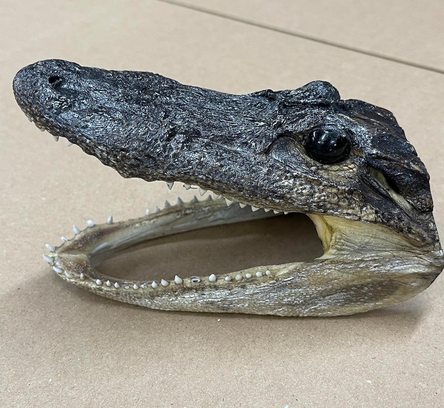 Amazon.com: Pen Kit Mall - Taxidermy American Alligator Head (6-7 Inch ...