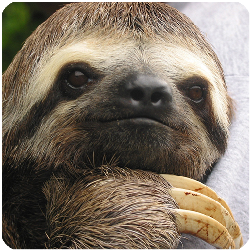 Sloth Sounds:Amazon.de:Appstore for Android
