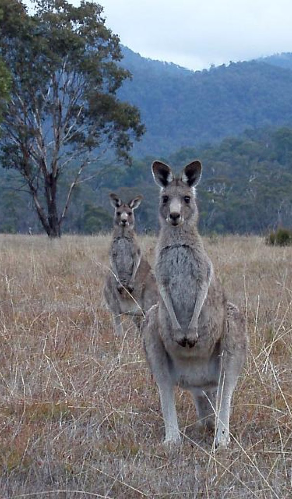 Aplicación Marsupial Wallpaper -- HD Wallpapers of Marsupials! en ...