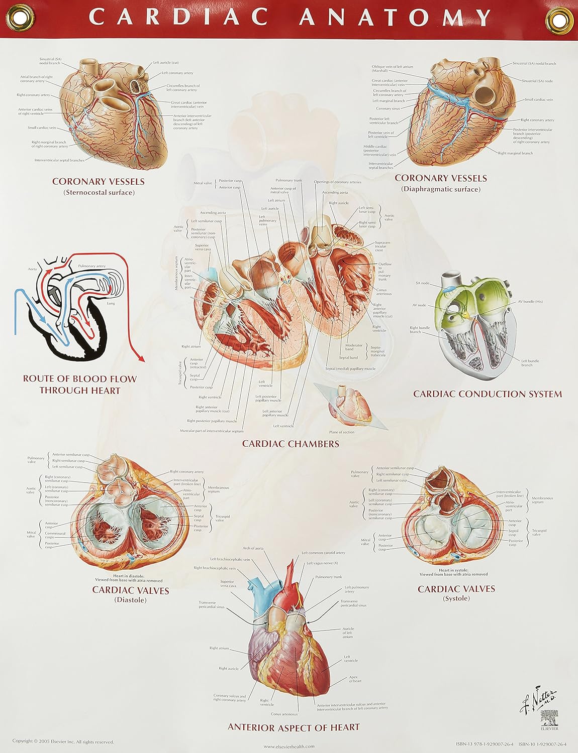 Amazon | Cardiac Anatomy Chart, 1e (Netter Charts) | Netter MD, Frank H ...
