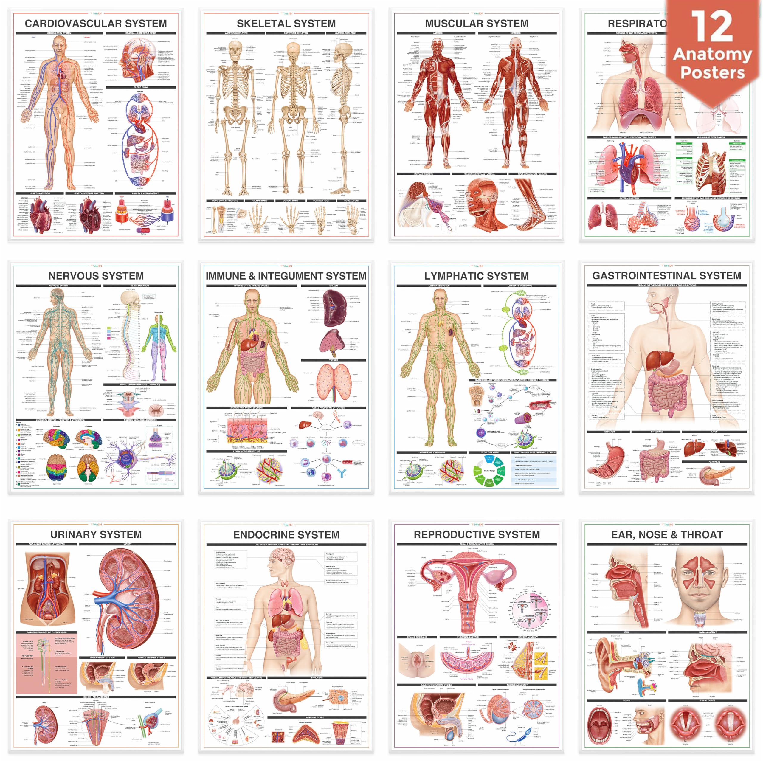 Snapklik.com : Tribe RN Human Anatomy Posters - Set Of 12 Laminated ...