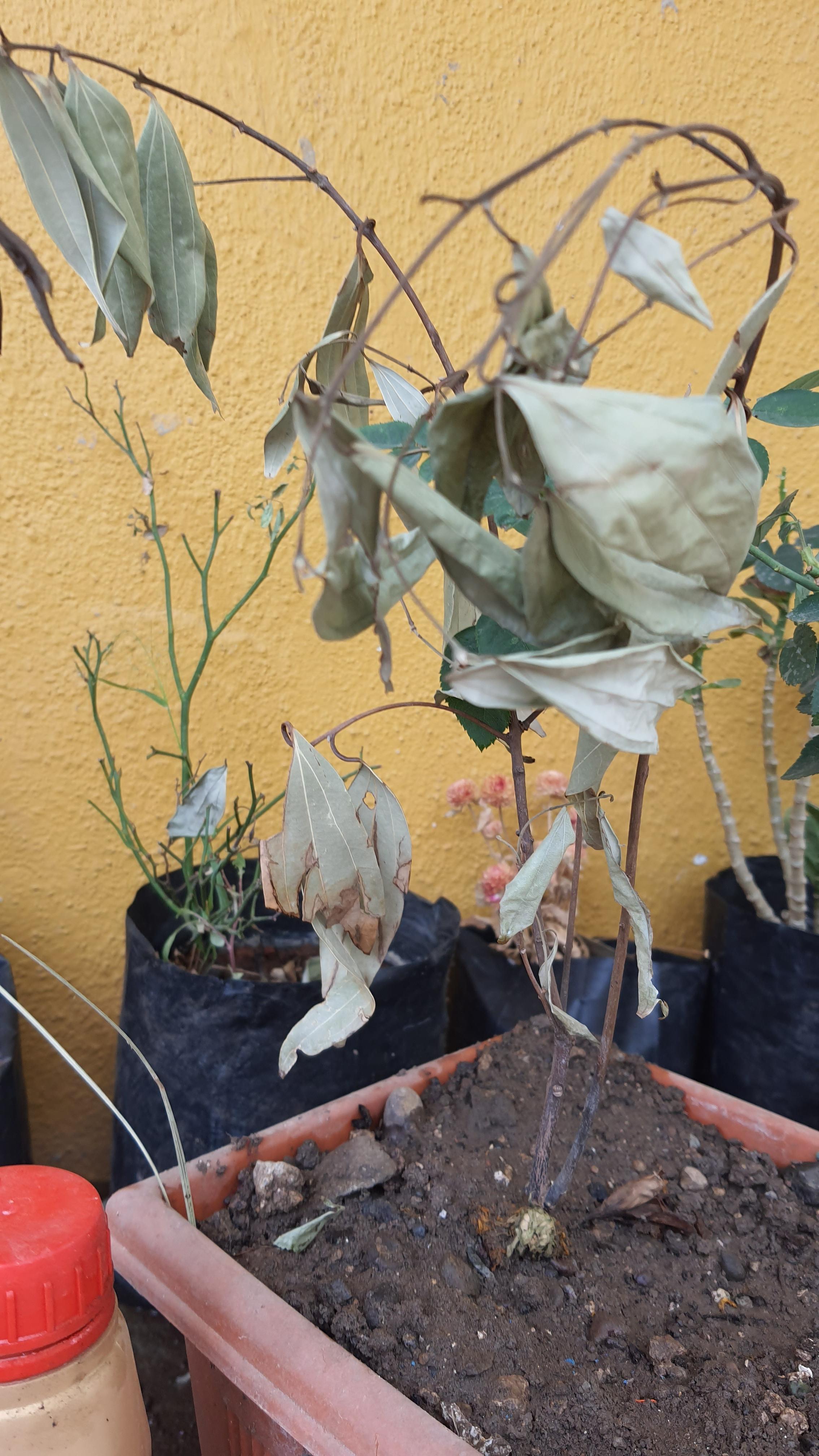 Vial-O-Seeds - Tej Patta, Tamalpatra Plant Cinnamon Tamala, Indian bay ...