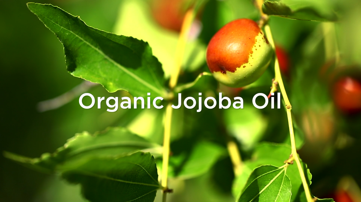 Watch Organic Jojoba Carrier Oil - Top 3 Benefits on Amazon Live