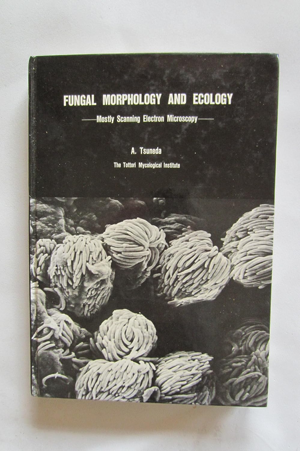 Fungal morphology and ecology: Mostly scanning electron microscopy ...