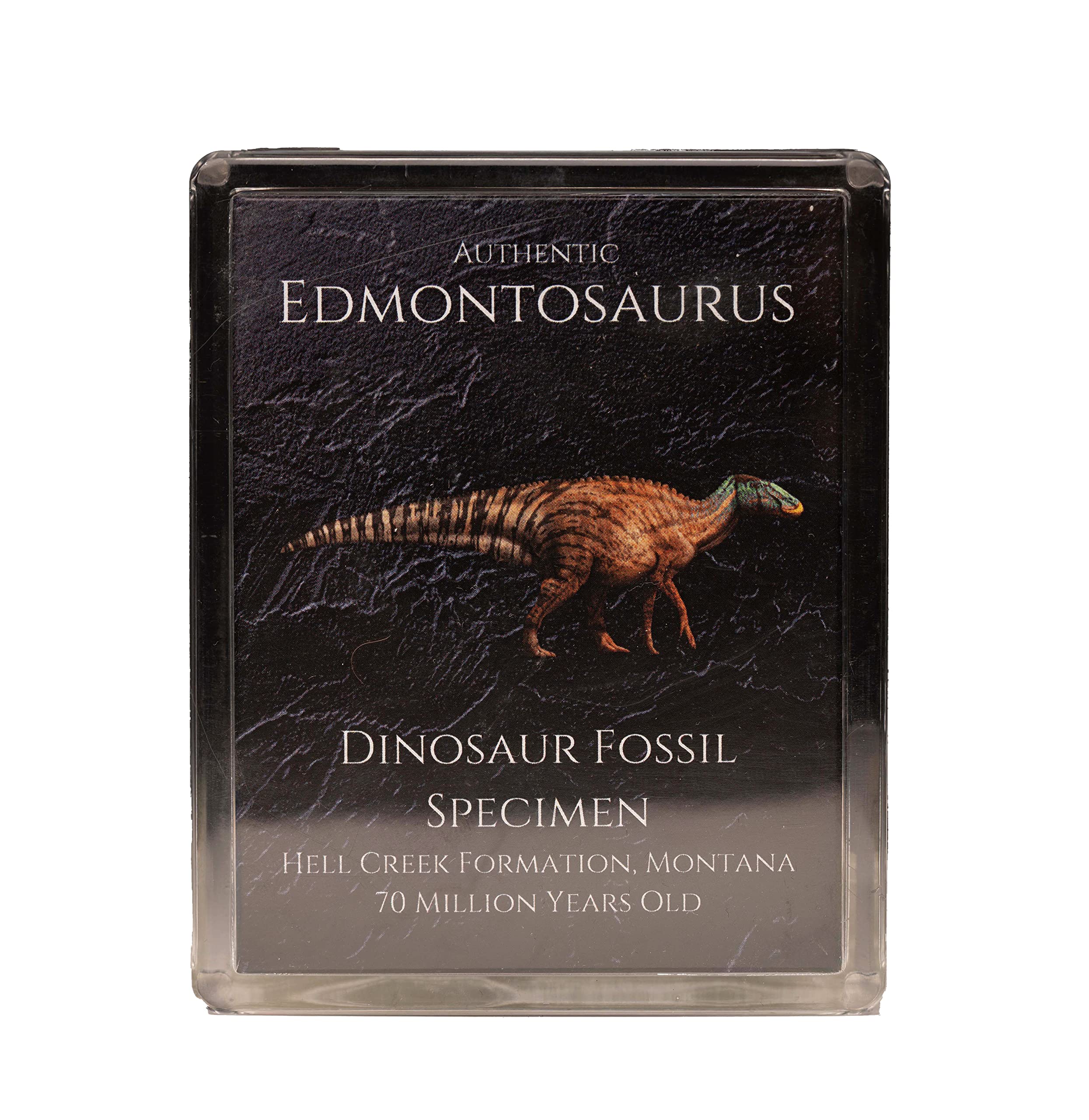 Edmontosaurus Fossil Box: Amazon.com: Industrial & Scientific