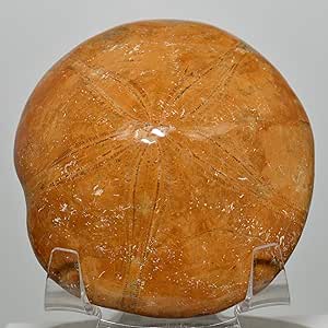 Amazon.com: HQRP-Crystal 2.9" Polished Sand Dollar Fossil Petrified Sea ...