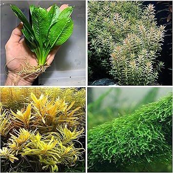 Amazon.com: Marcus Fish Tanks - Live Aquarium Plant Variety Pack Amazon ...