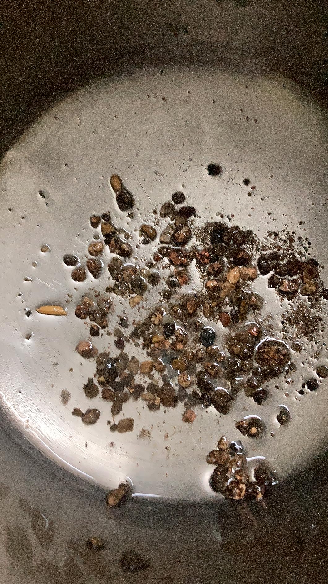 Desi Tattva 100% Pure Shivlingi Beej, Shivling, Sivalingi Seed ...