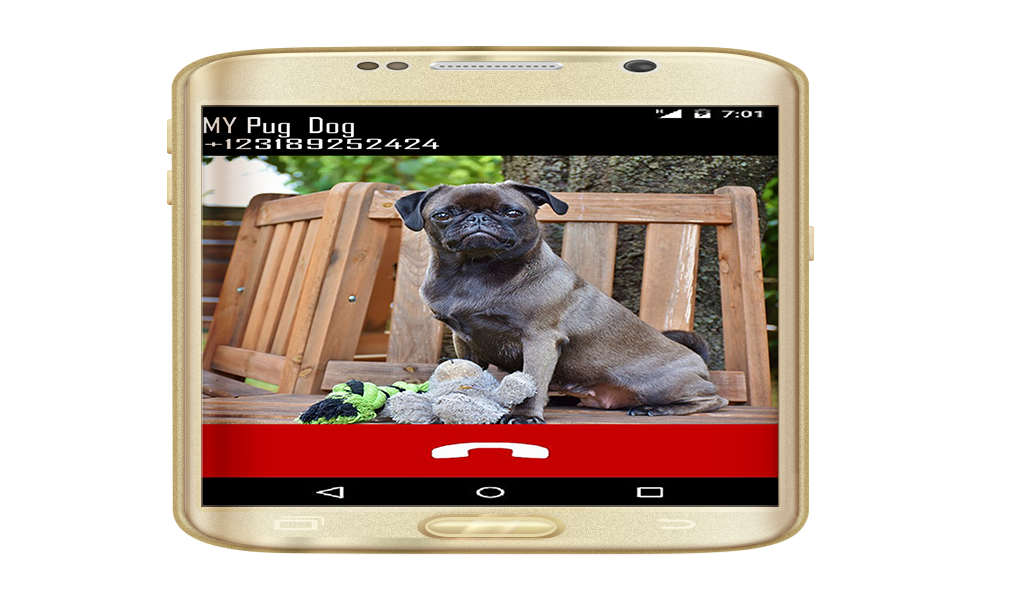 French Bulldog Fake Call Prank ( Funny Frenchie Pet Calling Prank ...