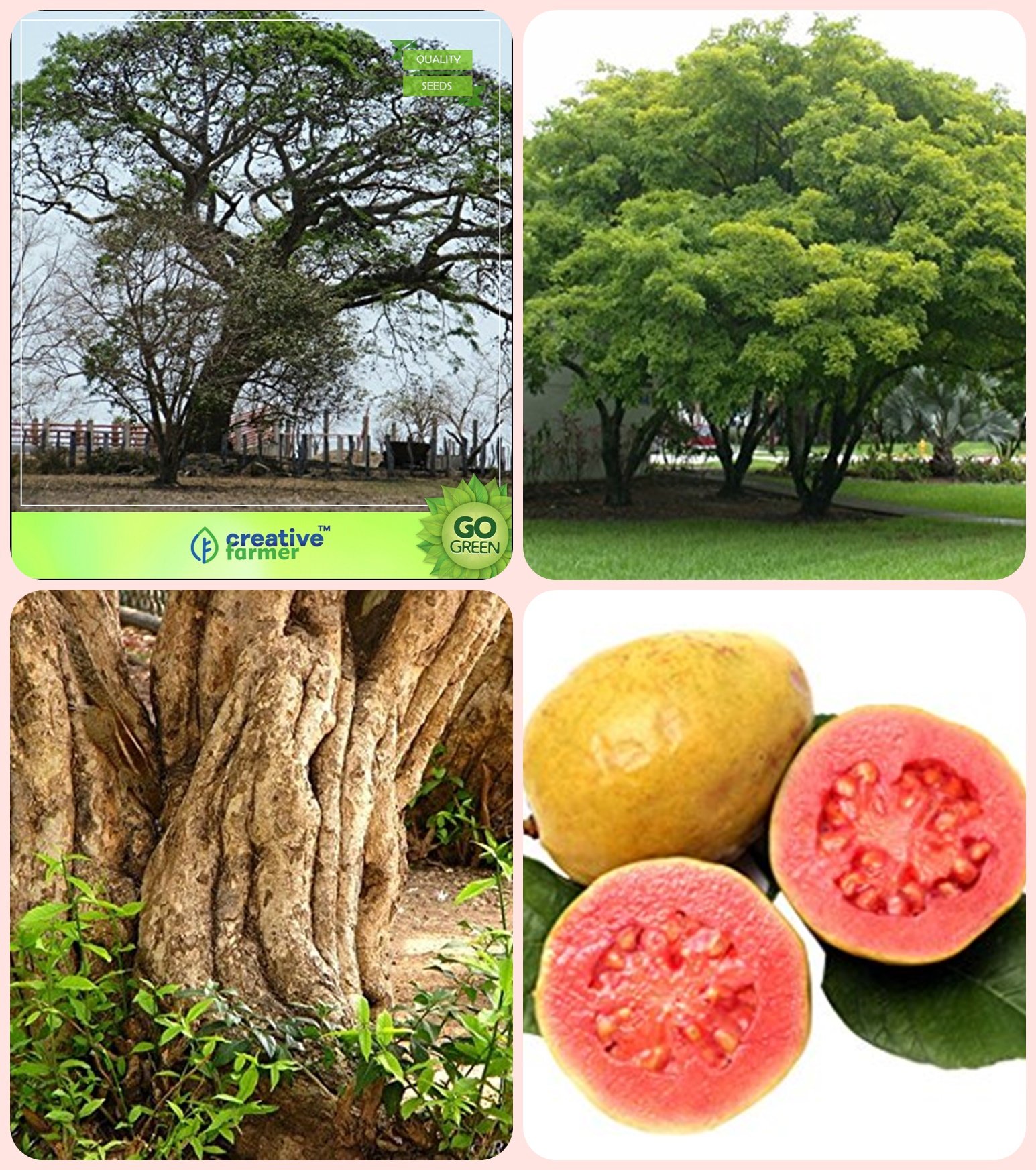 Buy Creative Farmer Fruit And Timber Combo Elephant-Ear Tree,Pongamia ...