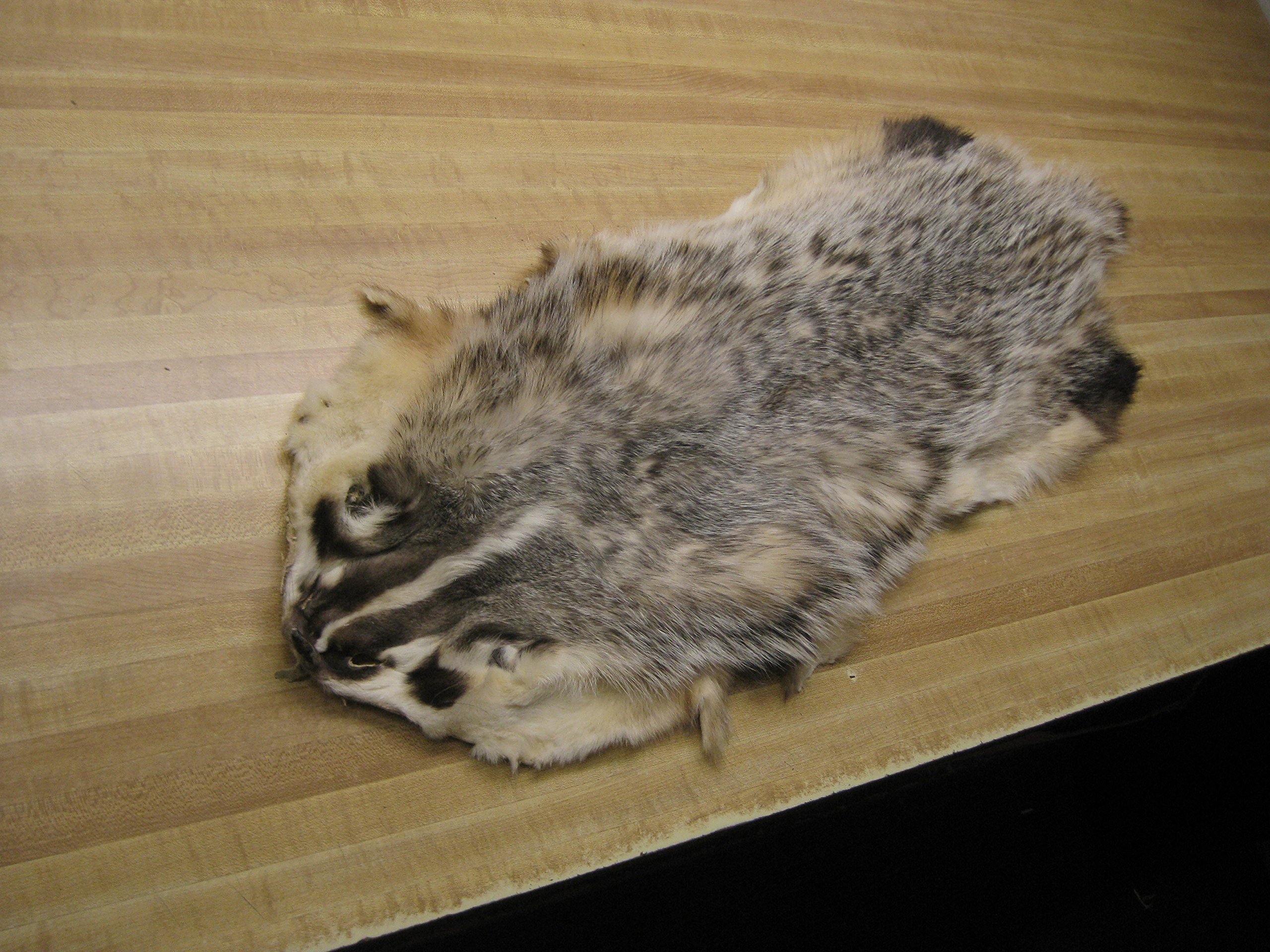 Amazon.com: Tanned Badger Hide #2 Quality Fur (30"-36")