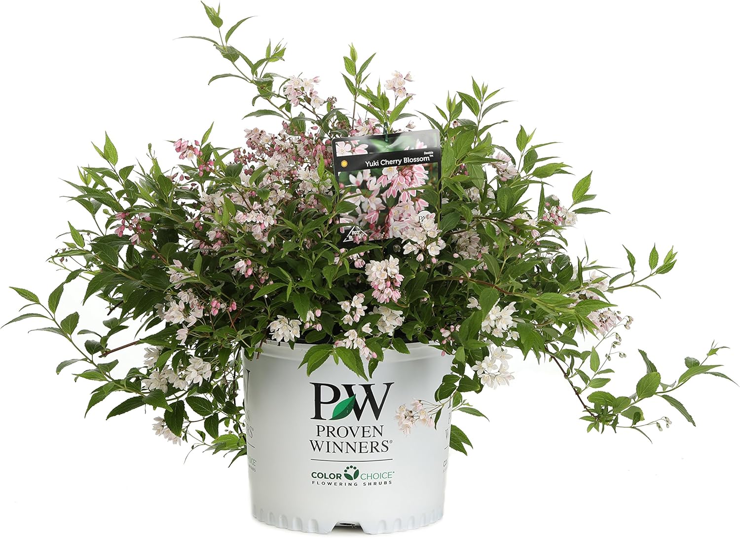 Amazon.com: Yuki Cherry Blossom (Deutzia) Live Shrub, Light Pink ...