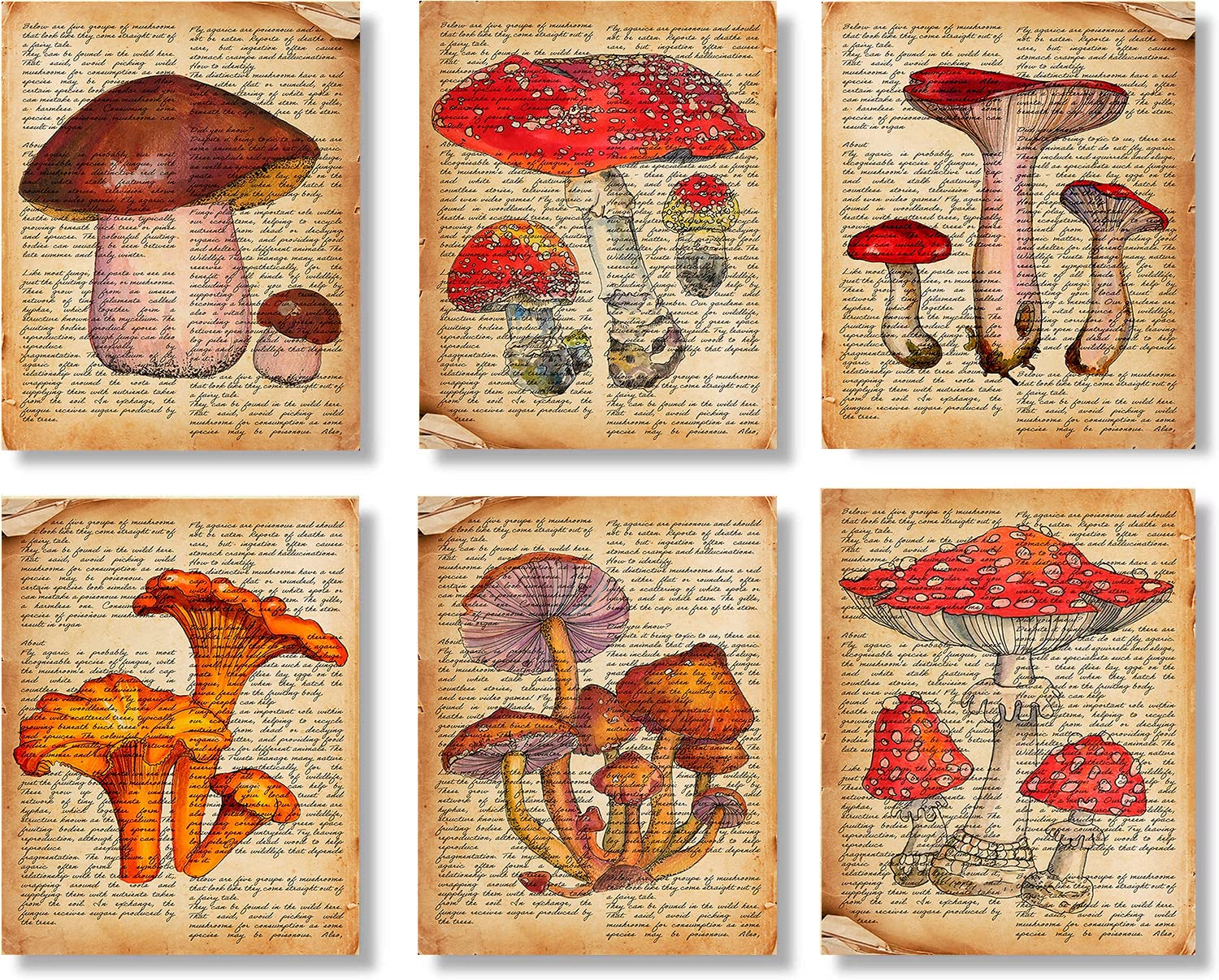 Vintage Mushroom Prints