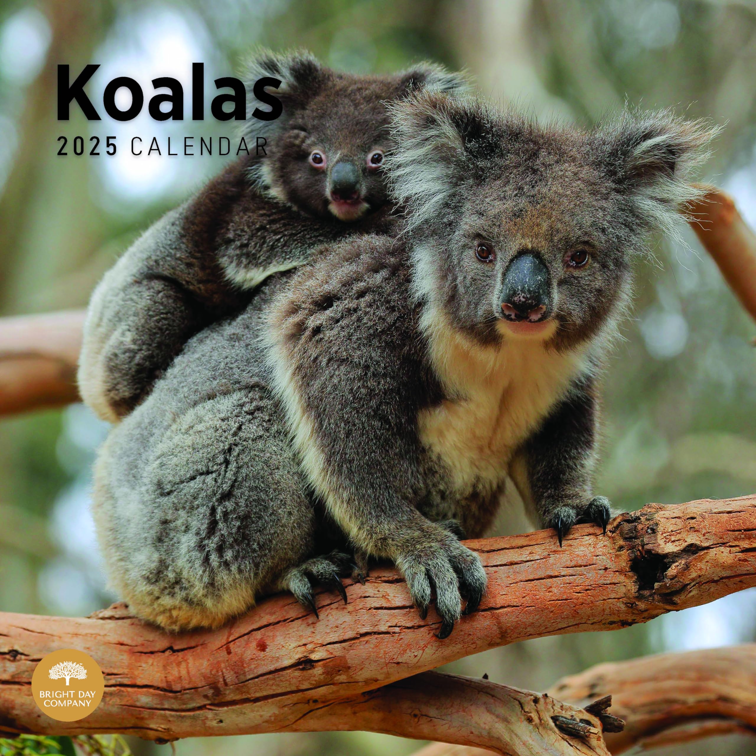 Amazon.com: 2025 Koalas Monthly Wall Calendar by Bright Day, 12 x 12 ...