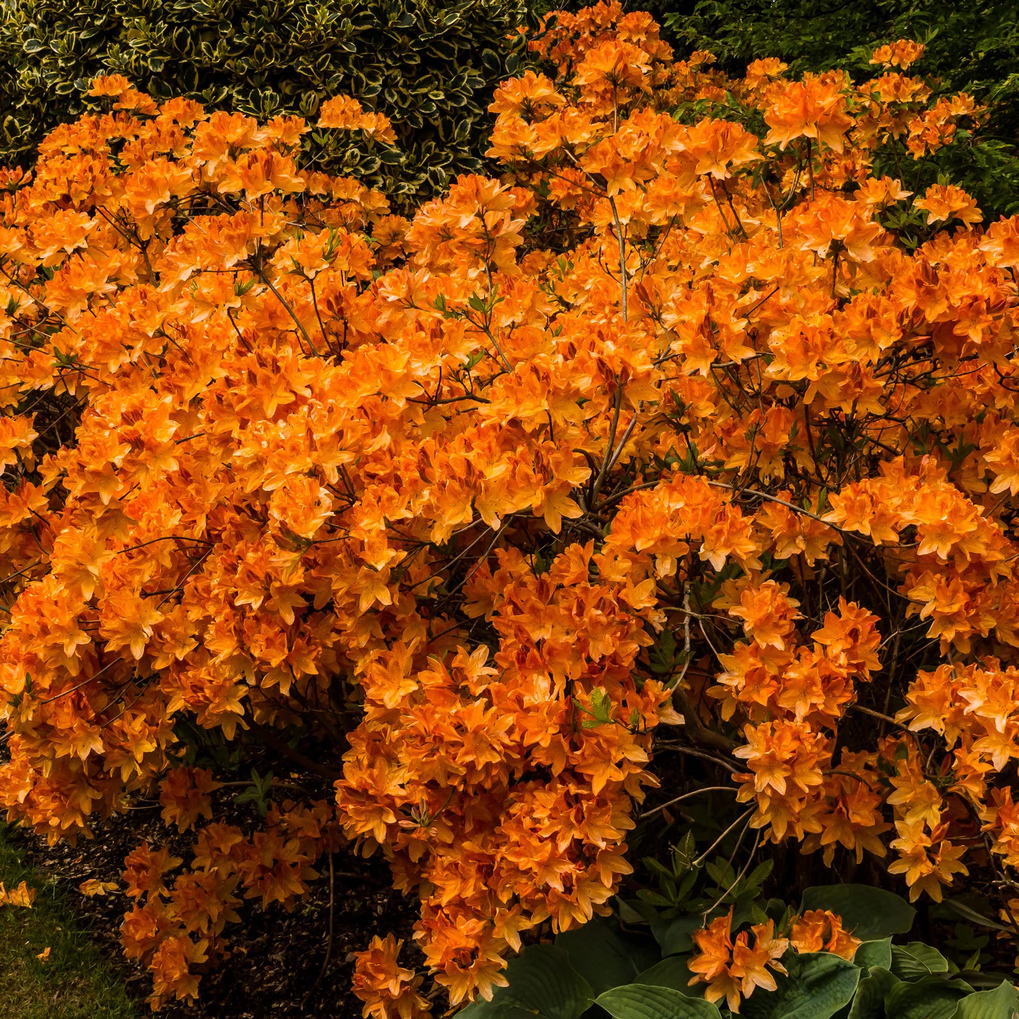 Colourful Garden Shrub Orange Azalea Japonica Evergreen Plant Supplied ...