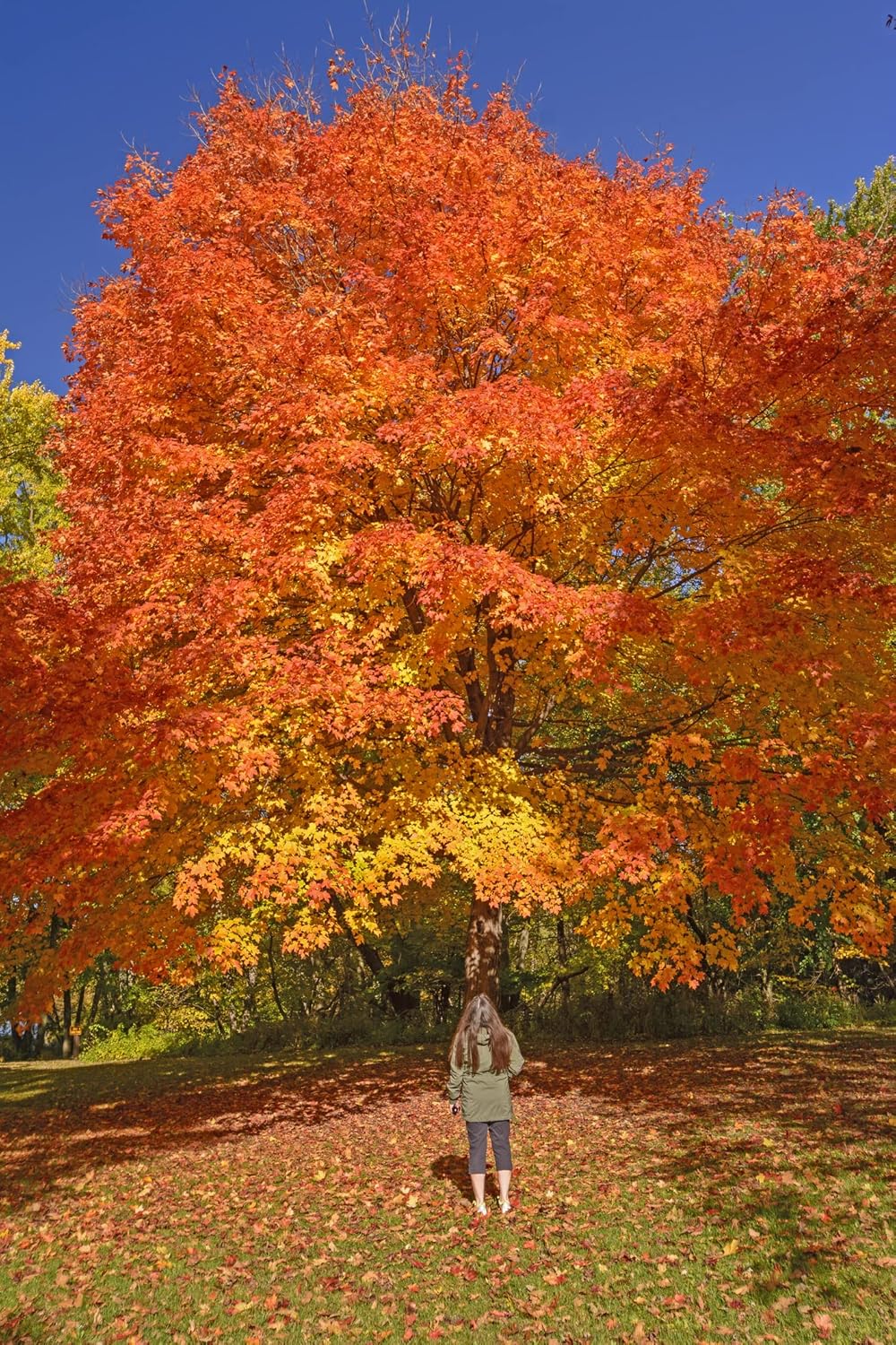 Amazon.com : Sugar Maple Tree Seedlings for Planting | Live Tree ...