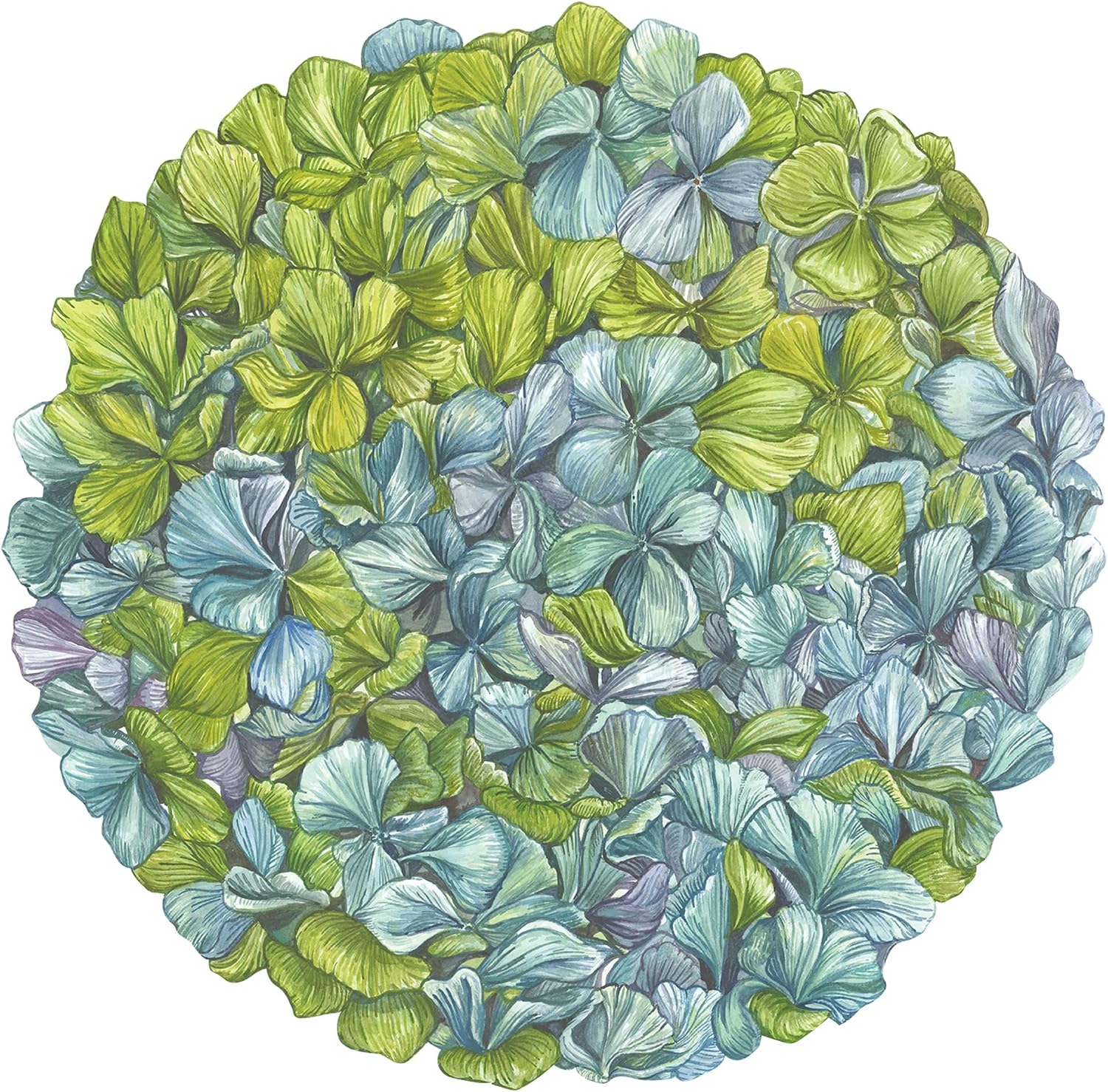 Amazon.com: Hydrangea Floral Round Paper Placemats - Disposable ...