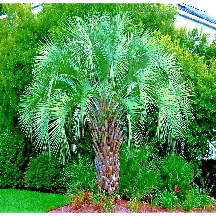 Buy 10 Jelly Pindo Palm Butia capitata Tropical Tree Seeds, Cold Hardy ...