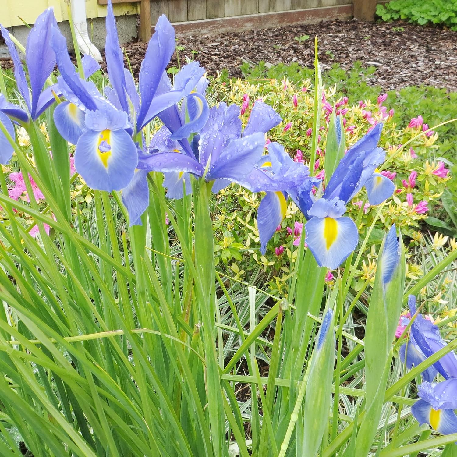 YEGAOL Garden – Semillas de iris holandés, grupo híbrido holandés, flor ...