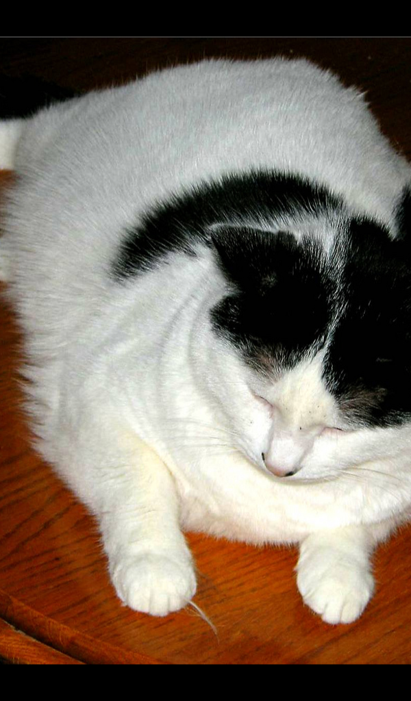 fat cat Wallpaper -- HD Wallpapers of fat cats! - App on Amazon Appstore