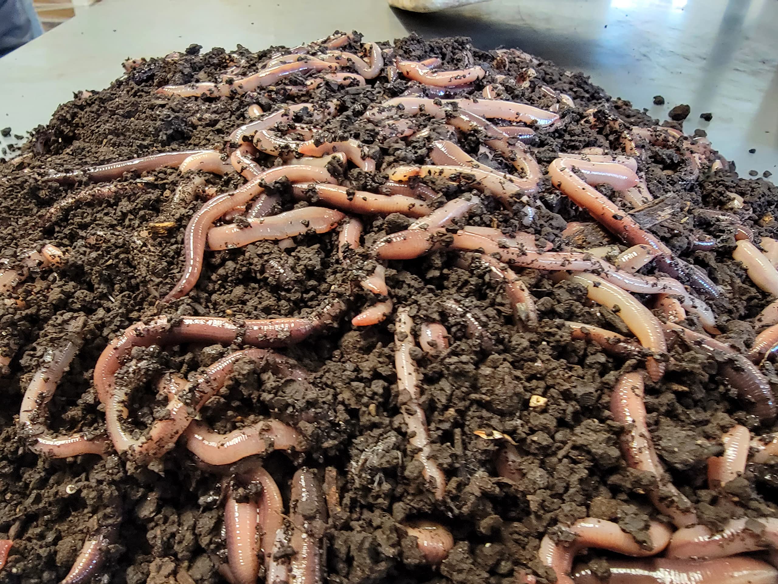 Amazon.com : BESTBAIT 120 Baby Canadian Nightcrawlers (2-3 inch ...