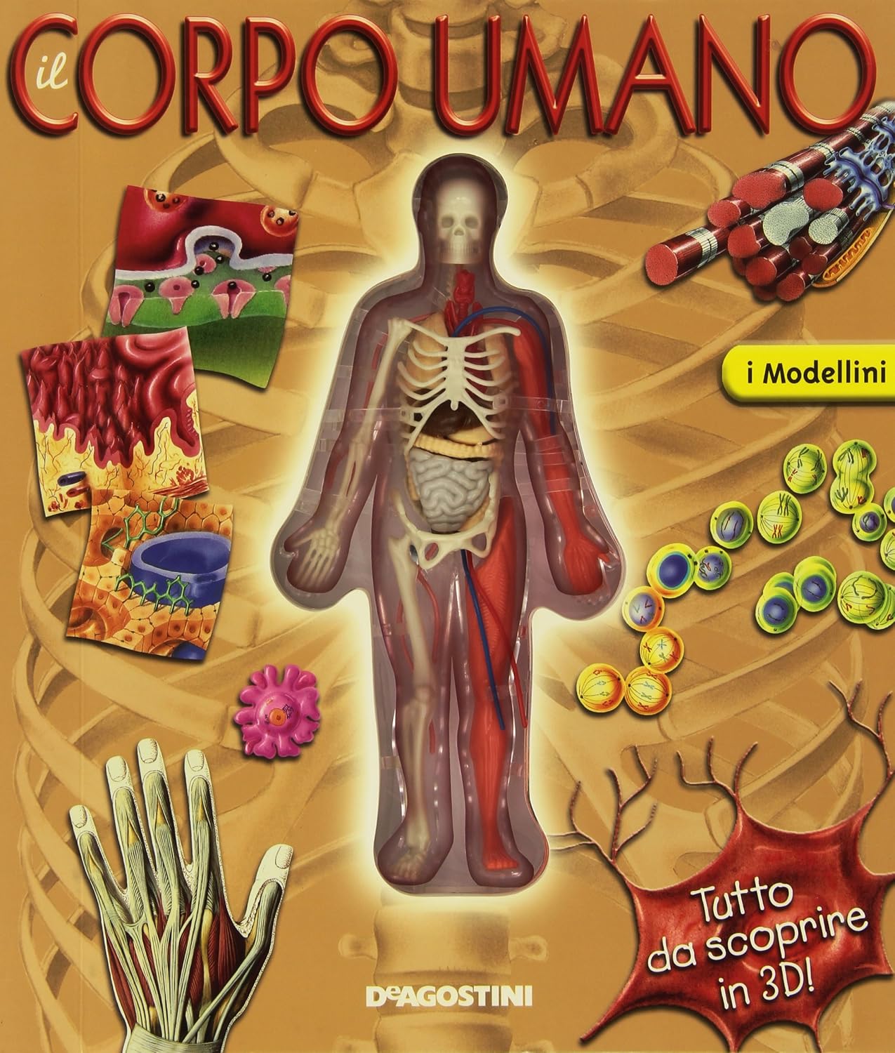 Il corpo umano. Ediz. illustrata | Amazon.com.br
