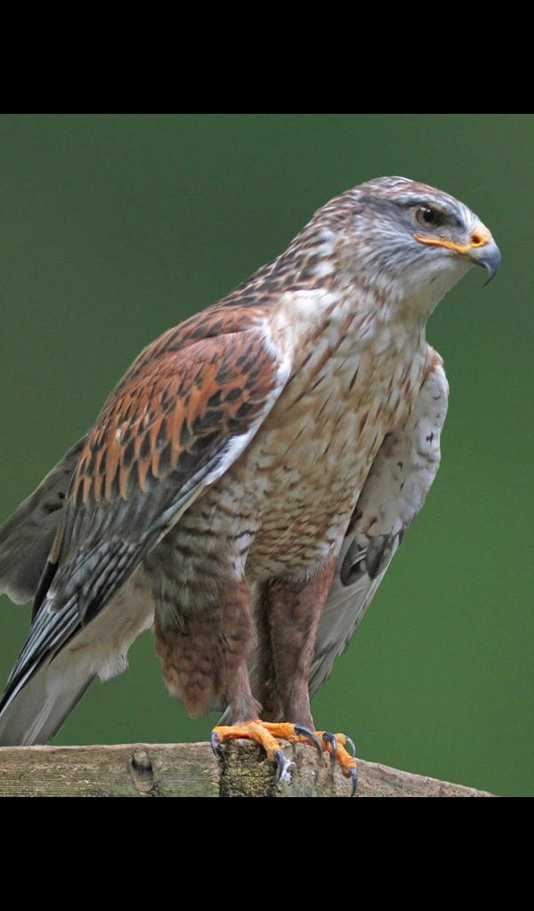 Hawk Wallpaper -- HD Wallpapers of Hawks! - App on the Amazon Appstore