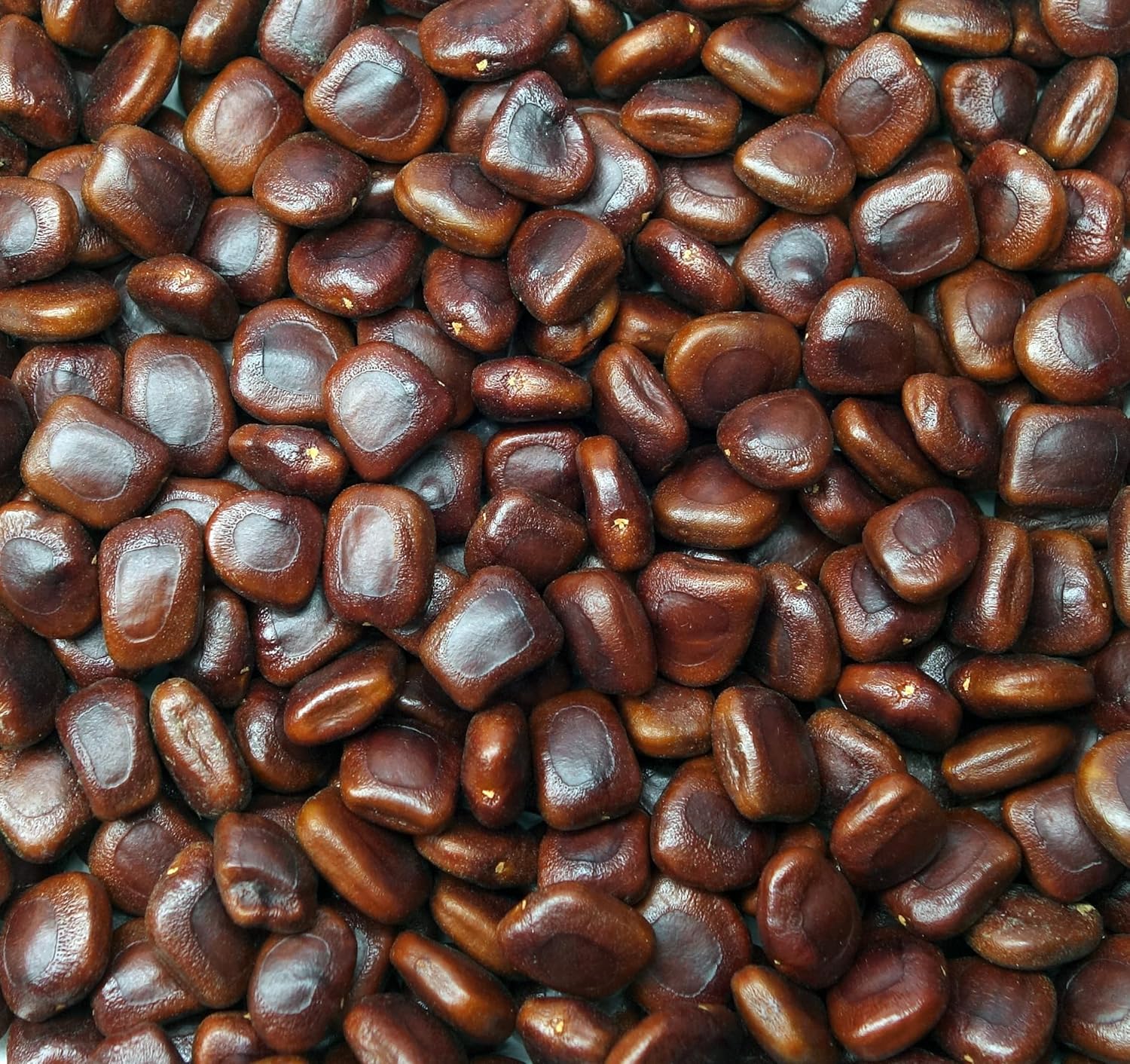 Amazon.com : Tamarindus Indica - Sweet Tamarind Tree - 20 Seeds for ...