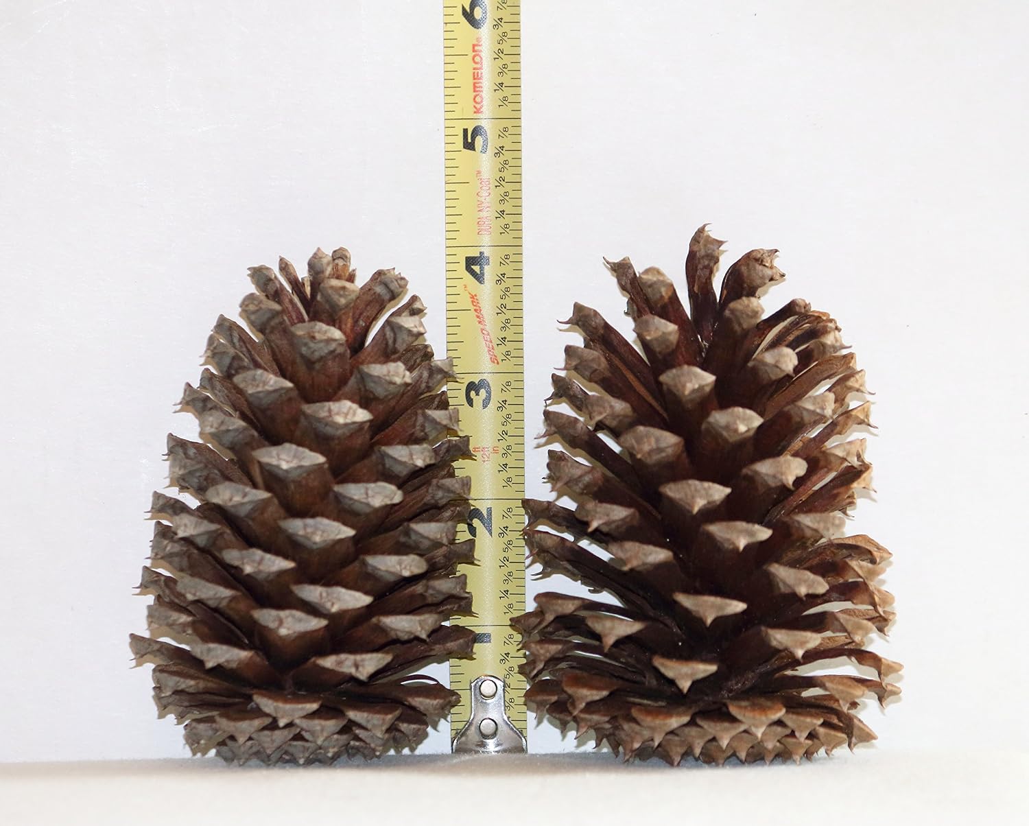 Amazon.com: 12 Crafting Cones - Natural Georgia Loblolly Pine Cones - 3 ...