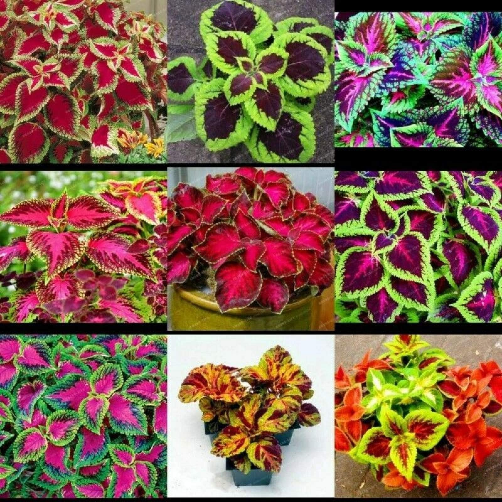 Amazon.com : 100+ Seeds Coleus Wizard Mix Beautiful Flower Plants ...