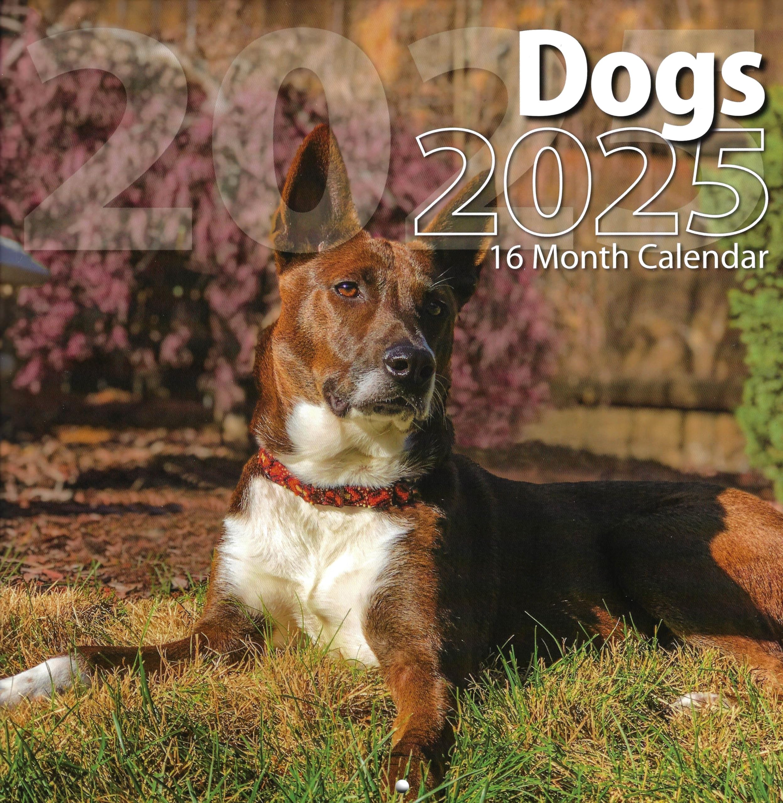 Amazon.com: Bachmann Press 2025 Dogs Full Size Wall Calendar for ...