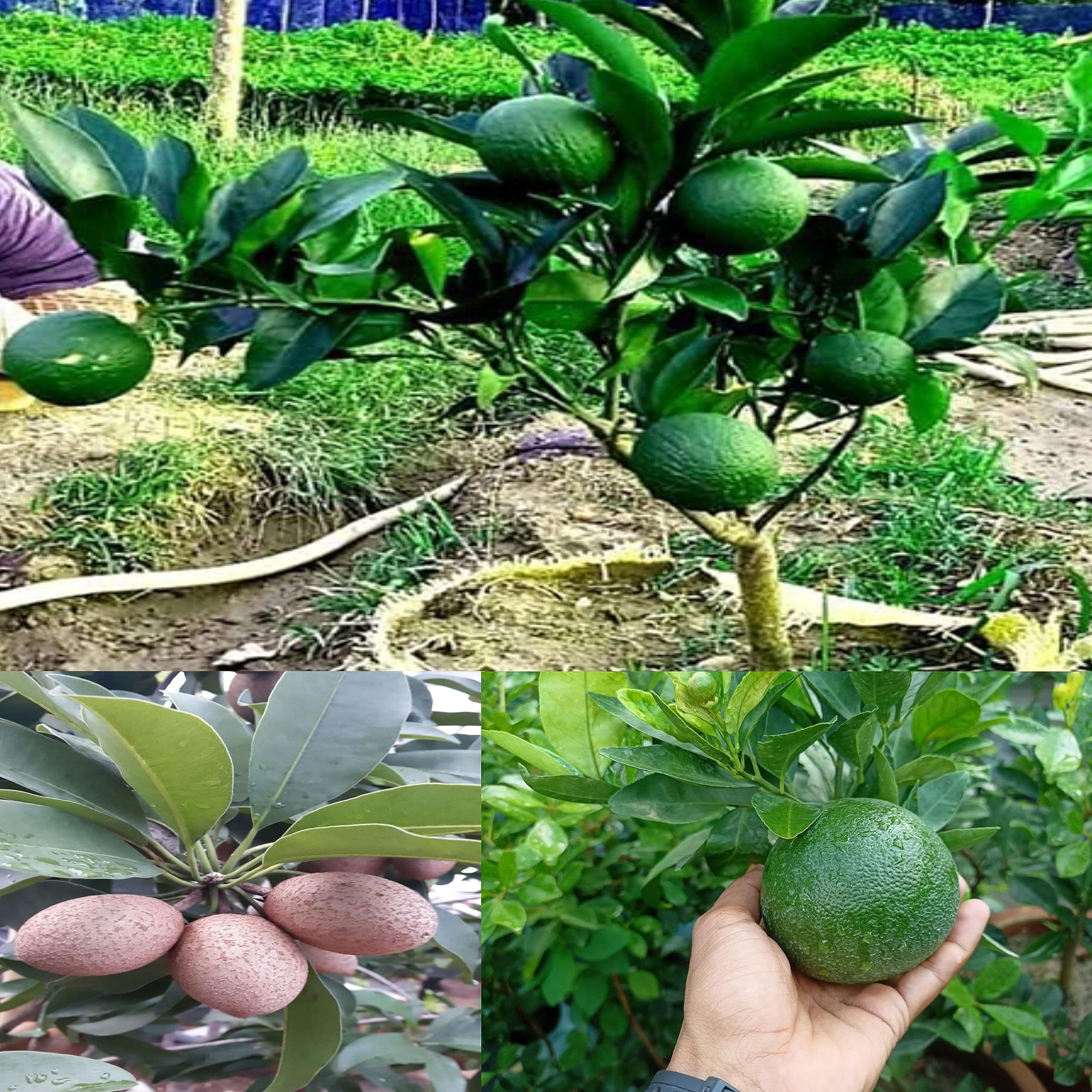 Pyanabi Combo 2"Seedless Sapota Plant" + "Bari 1 Malta Mousambi" Chikoo ...