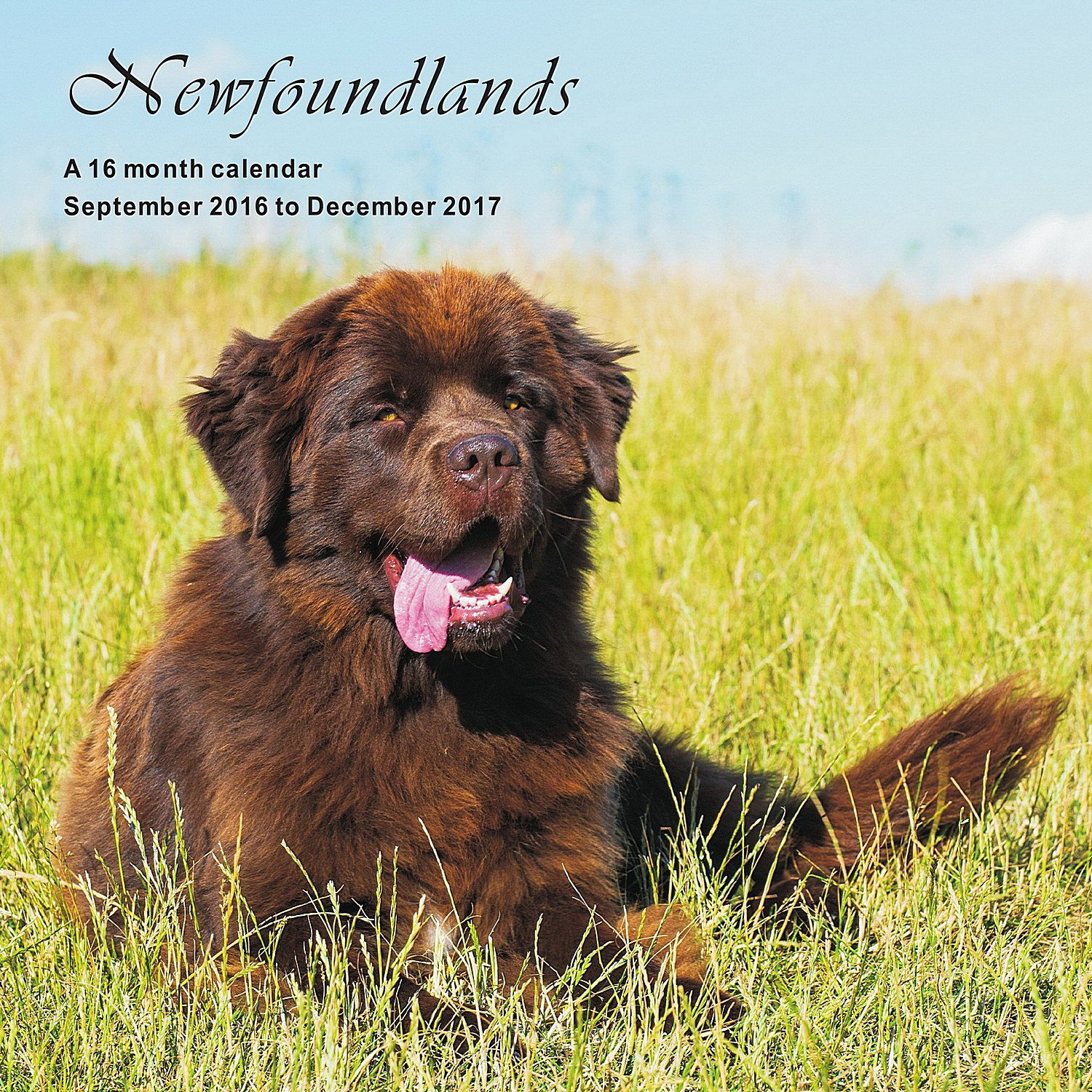 Newfoundland Calendar - 2017 Wall Calendars - Calendar 2016 - Dog Breed ...