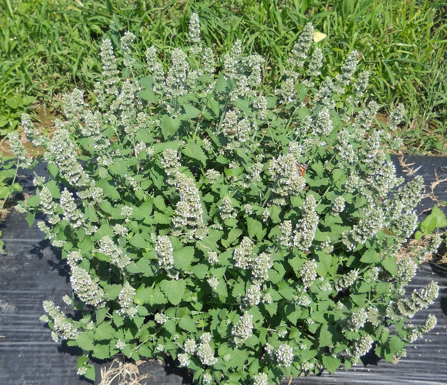 Amazon.com : 1,000 Catnip Seeds for Planting Grow Your own Catnip to ...