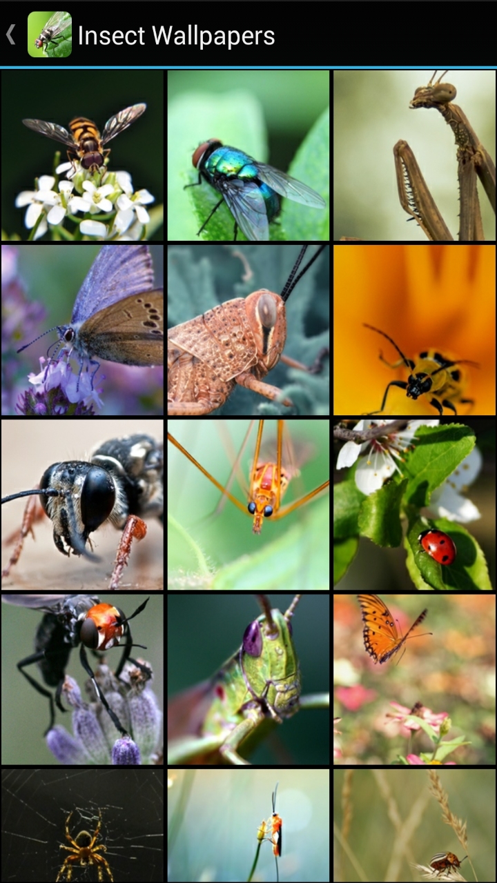 Insect Wallpapers - App on Amazon Appstore