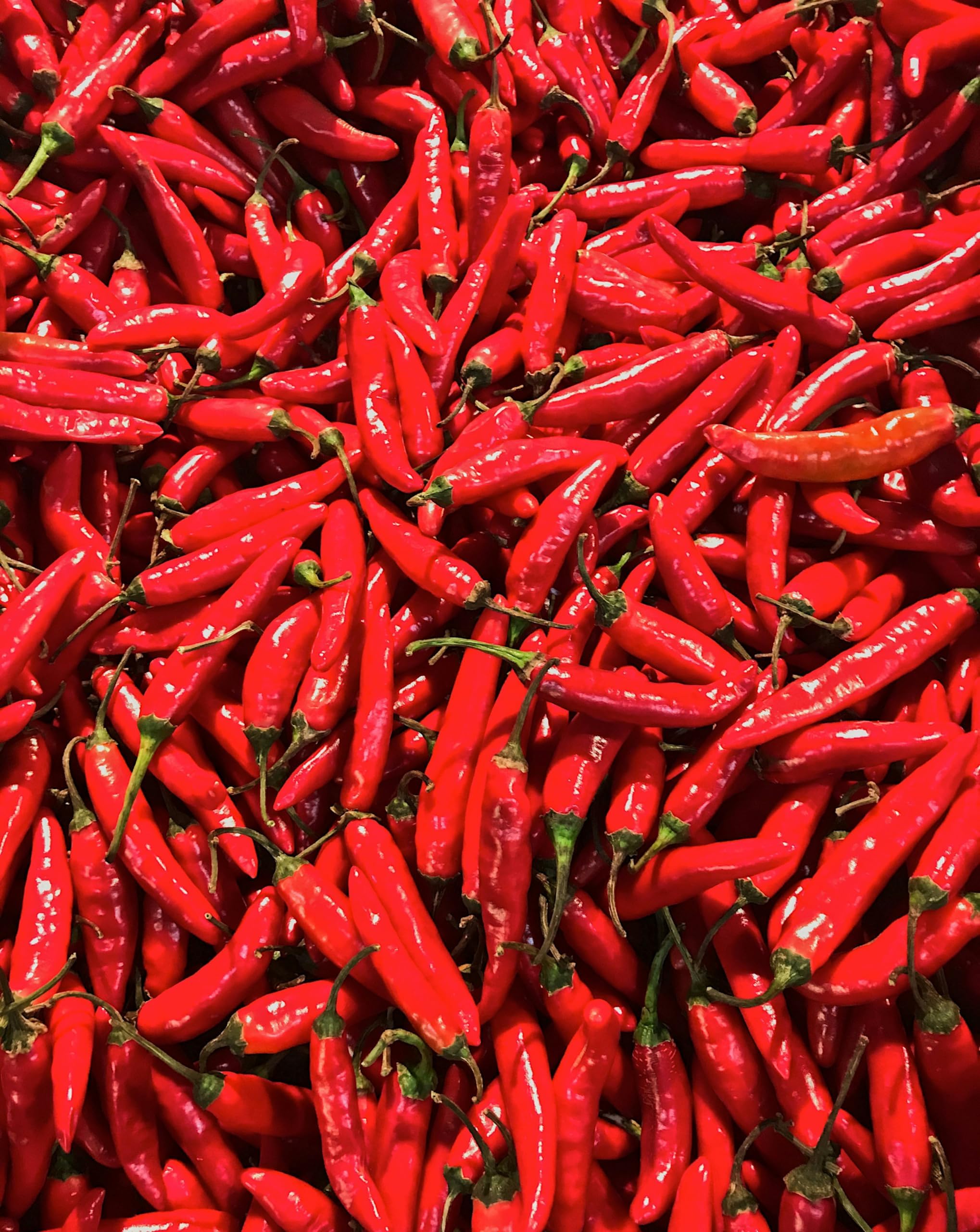 Amazon.com : “Bird's Eye” Thai Hot Pepper Seeds – Traditional Thai Bird ...