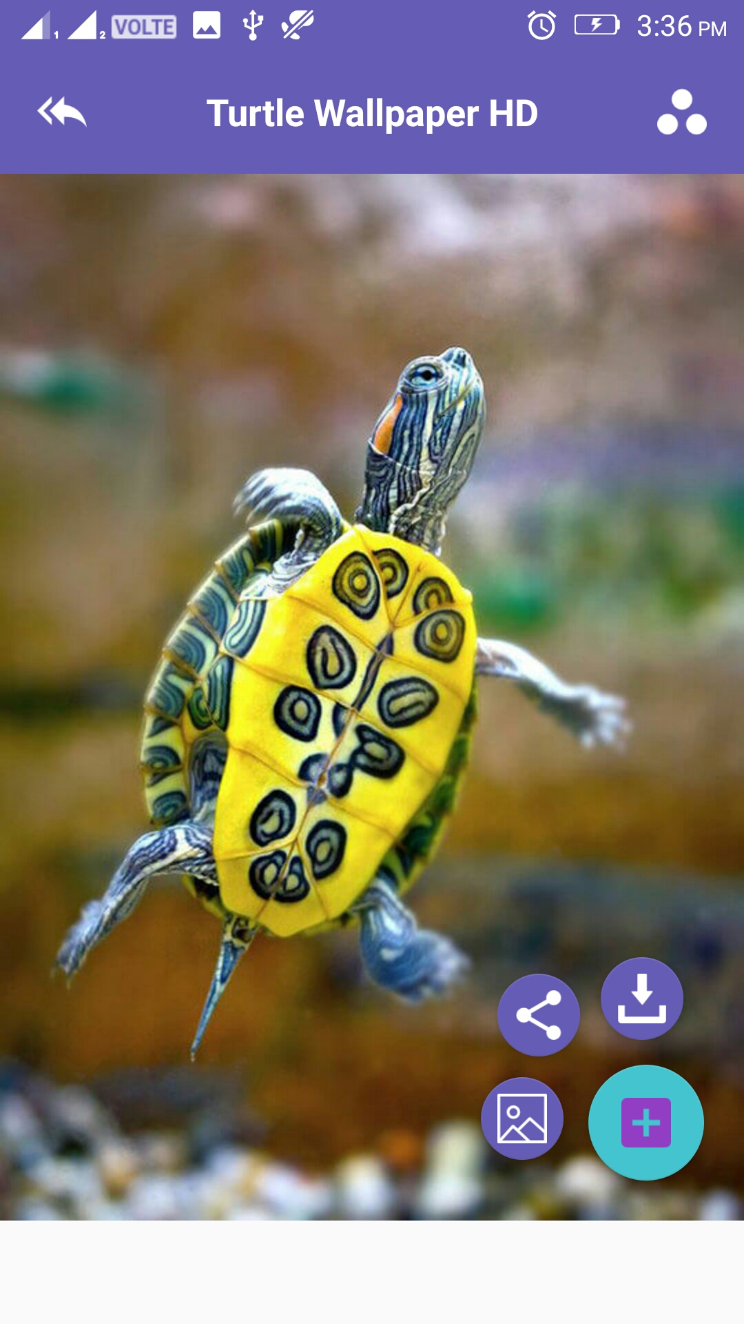 Turtle 4K Wallpaper - App on Amazon Appstore