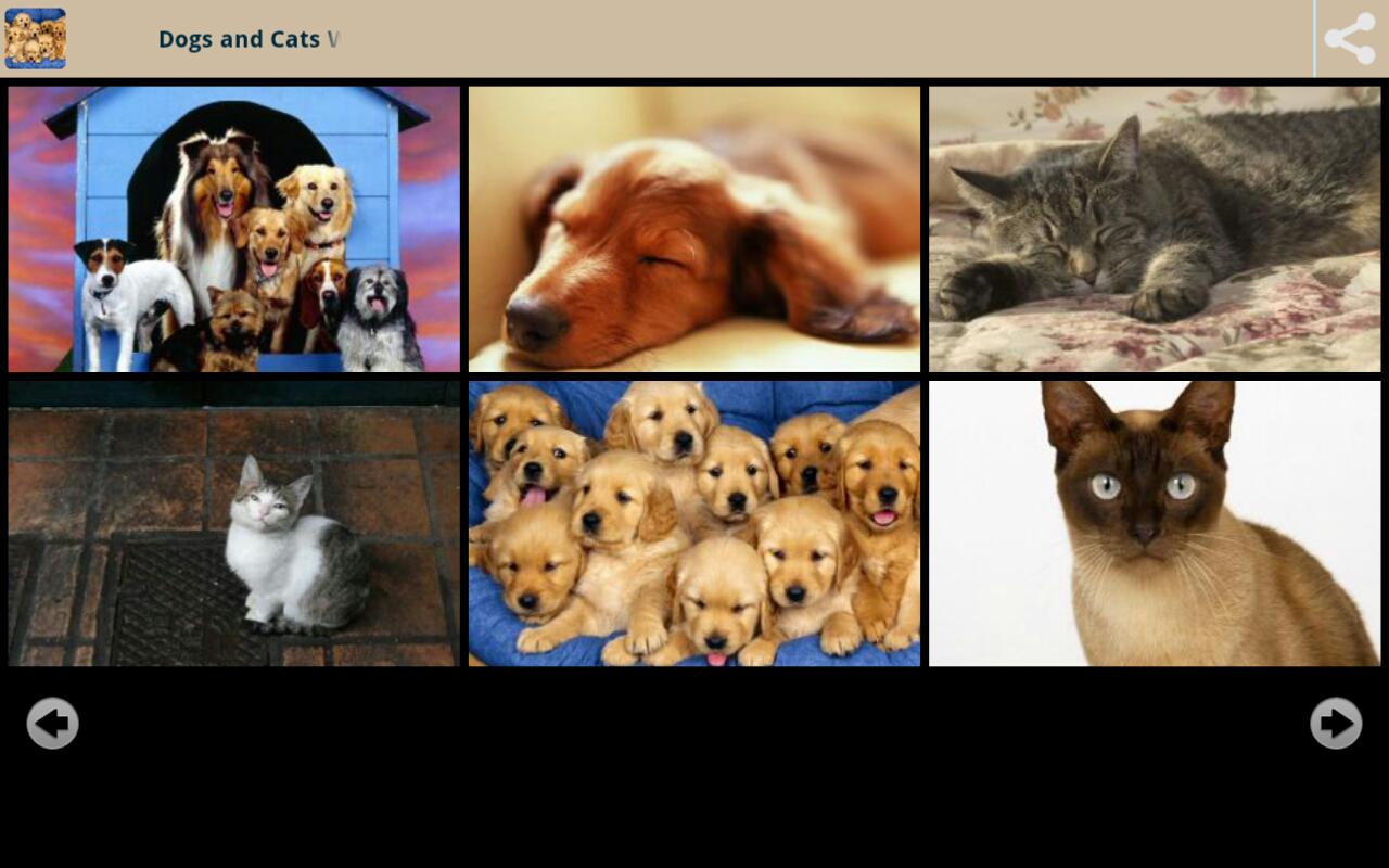Dogs and Cats Wallpapers - App on Amazon Appstore