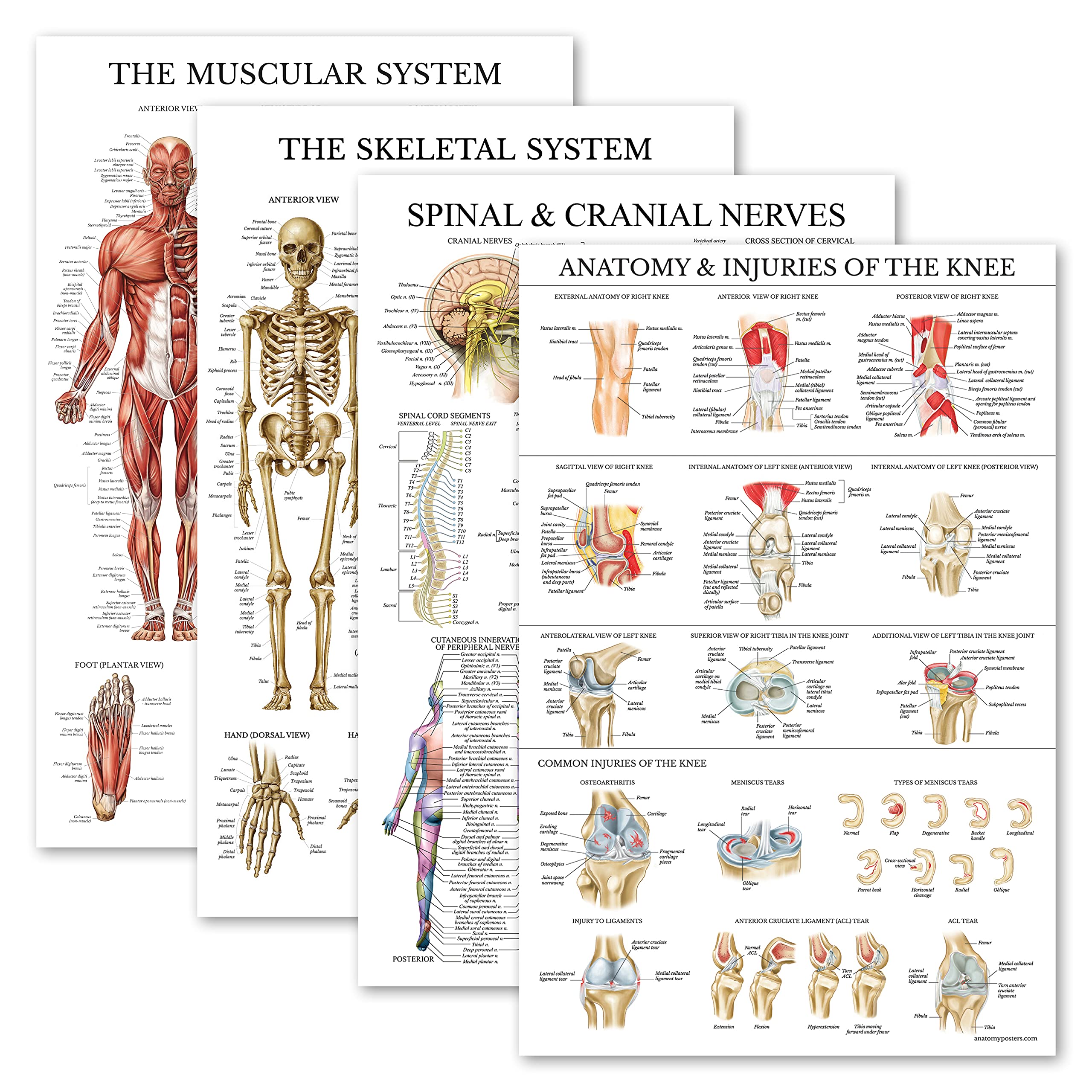 Buy 4 Pack - Anatomical Set - Laminated - Muscular, Skeletal, Spinal ...