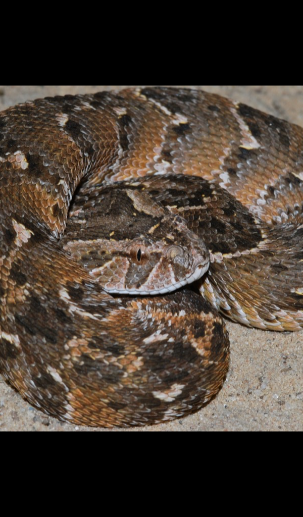 puff adder Wallpaper -- HD Wallpapers of puff adder!:Amazon.de:Appstore ...