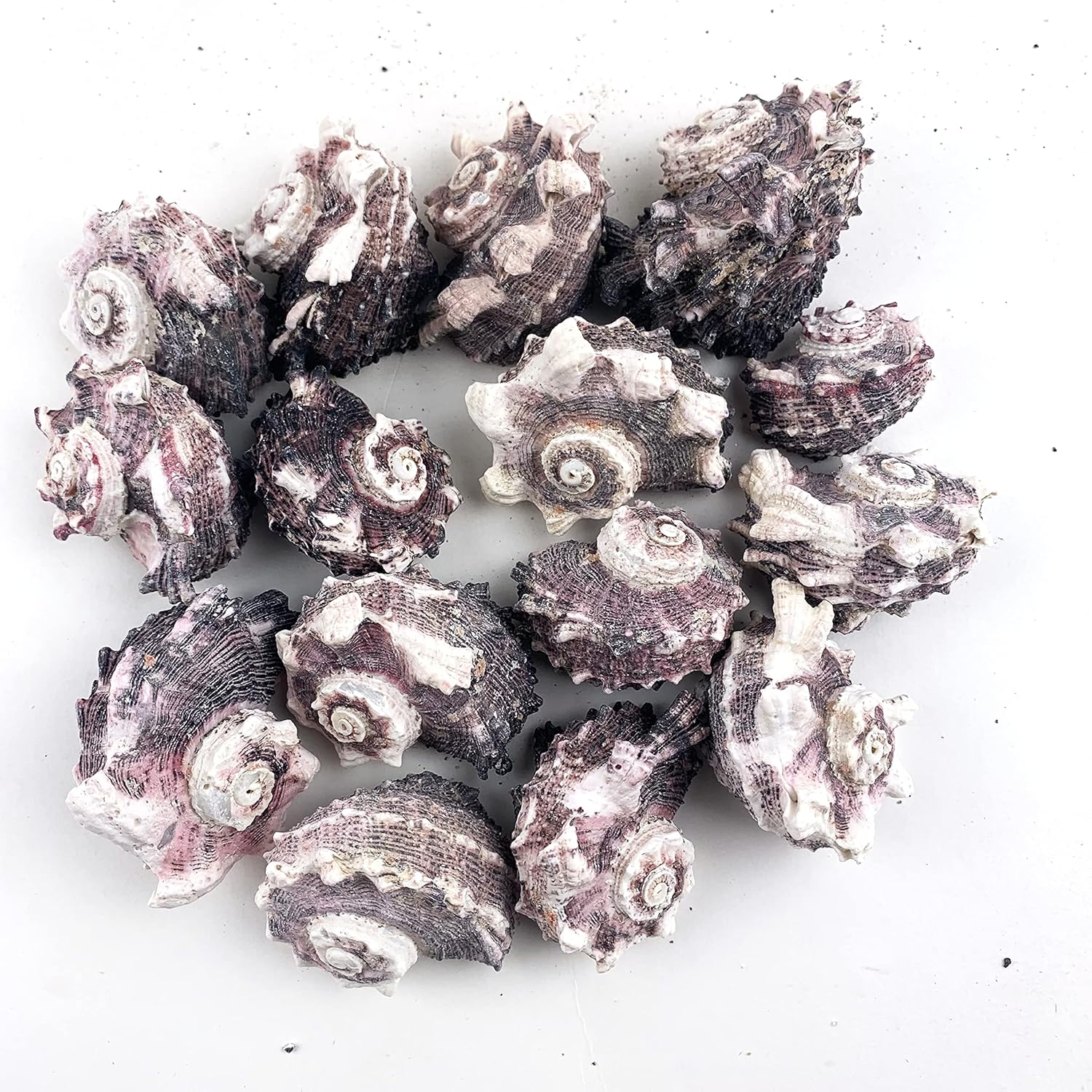 Amazon.com: Heyiwell 15PC Delphinula Angaria Shells,Hermit Crab Shells ...