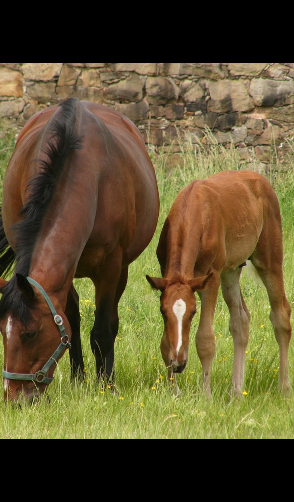 foal horse Wallpaper -- HD Wallpapers of foal horses! - App on Amazon ...