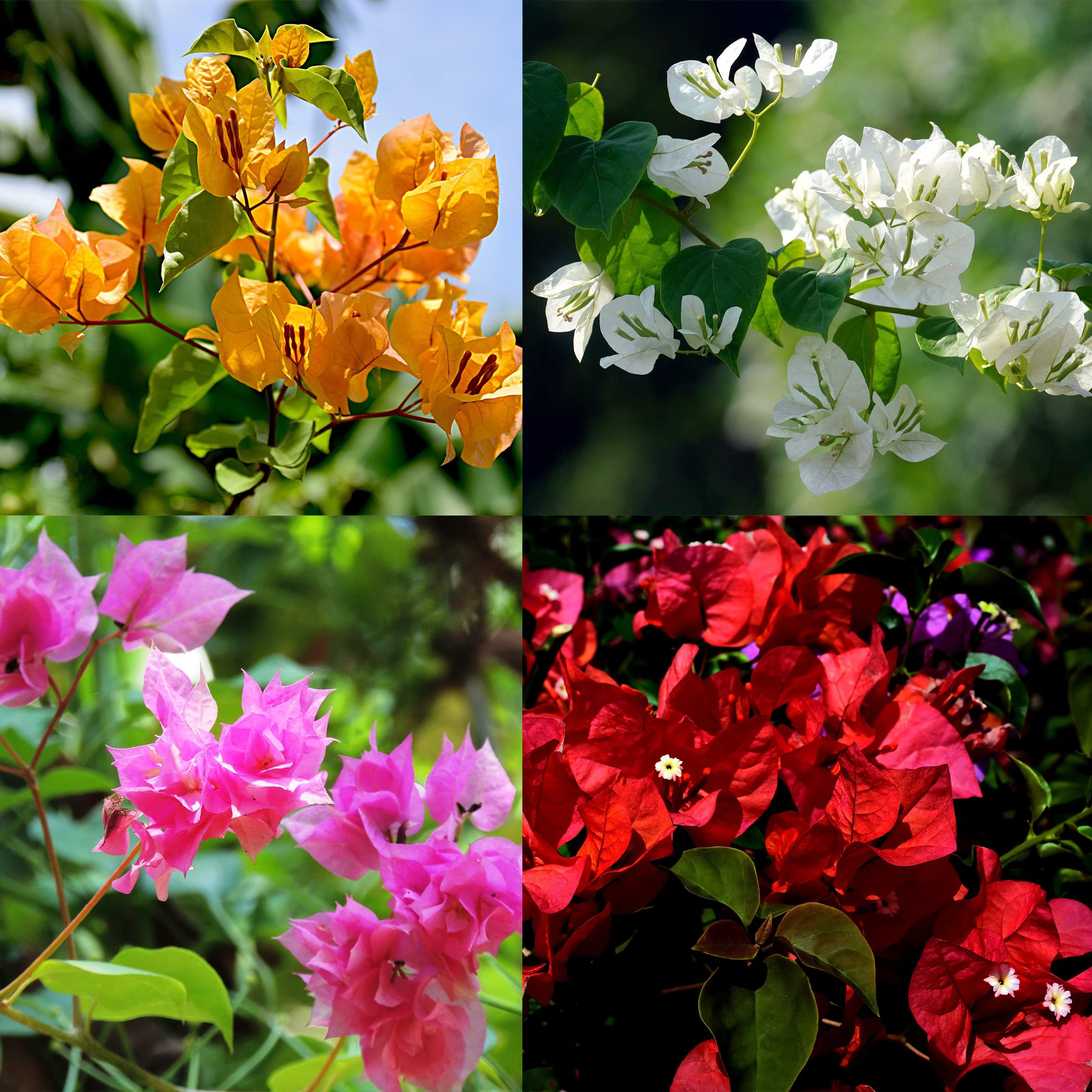 Complete Guide: Best Known Bougainvillea Varieties – A, 40% OFF