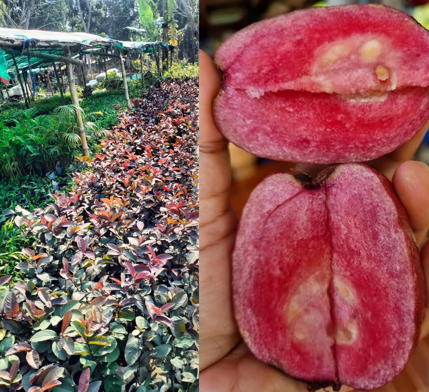 DEJESTQOO"Grafted Malaysian Red Guava Plant Tree - 2 Feet Height, Bears ...