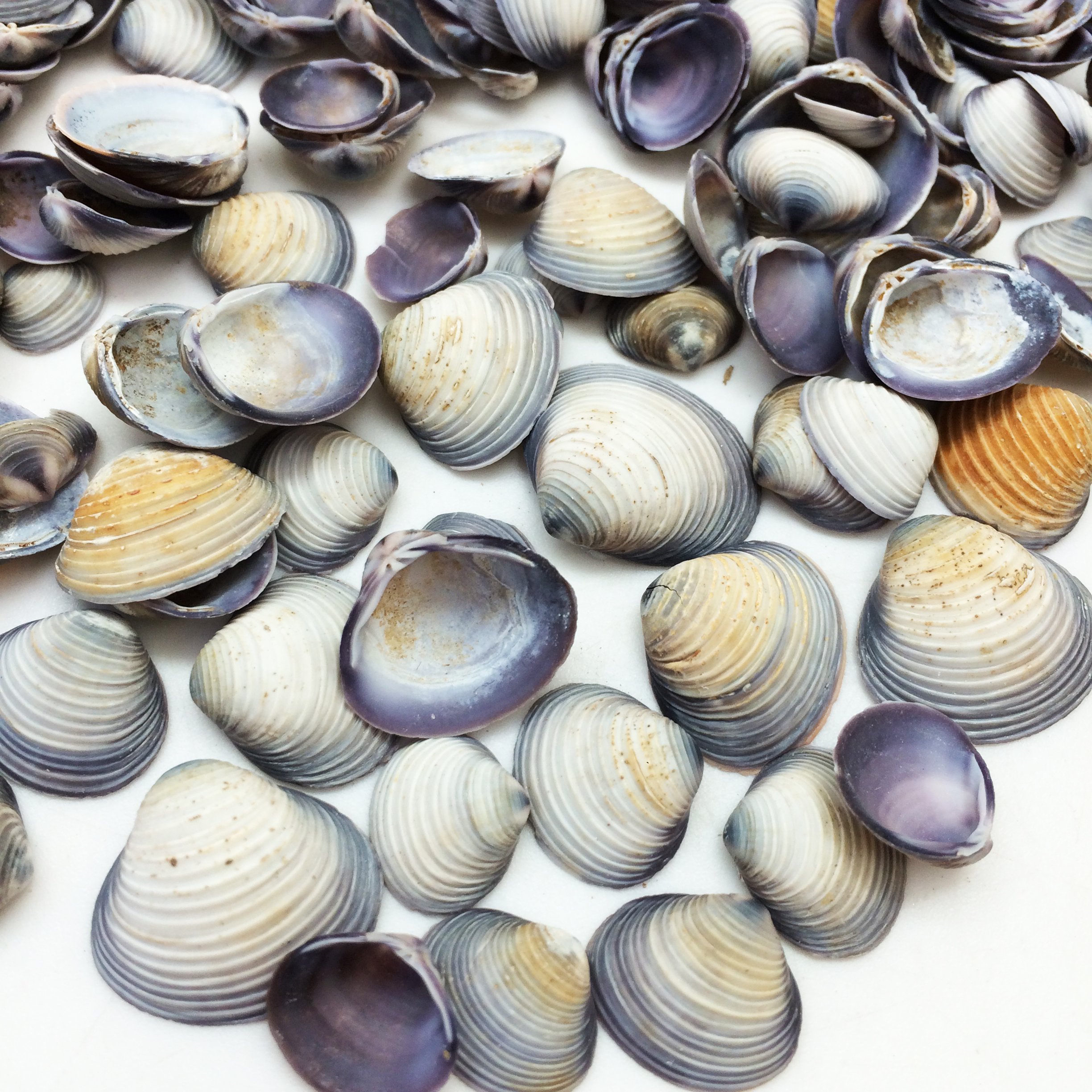 Amazon.com: PEPPERLONELY Small Violet Clam Sea Shells, 8 OZ Apprx. 1/2 ...