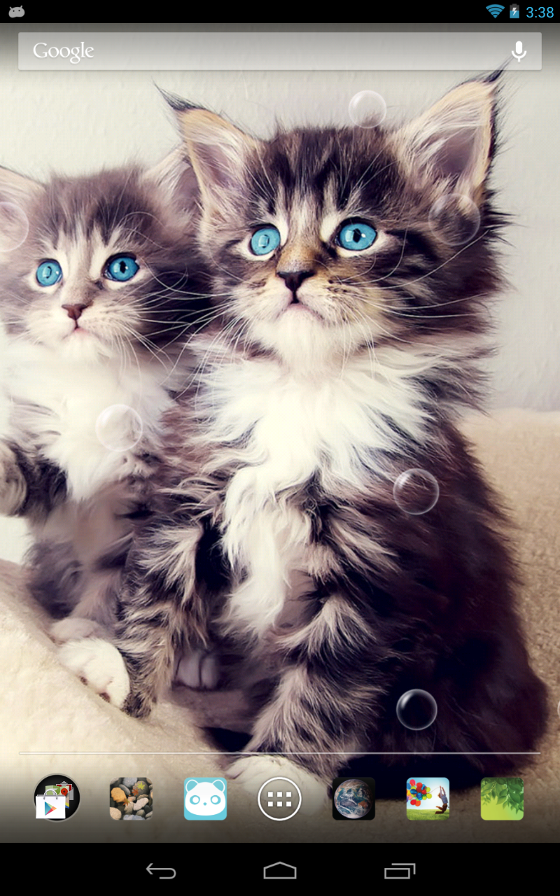 Cute Cat Live Wallpaper - App on Amazon Appstore
