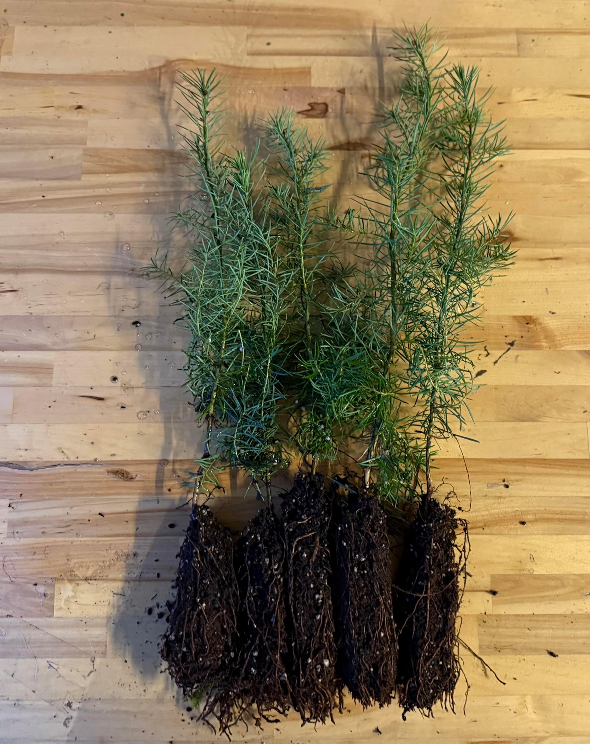 Amazon.com : 5 Douglas Fir Tree Seedlings - Native, Fast Growing ...