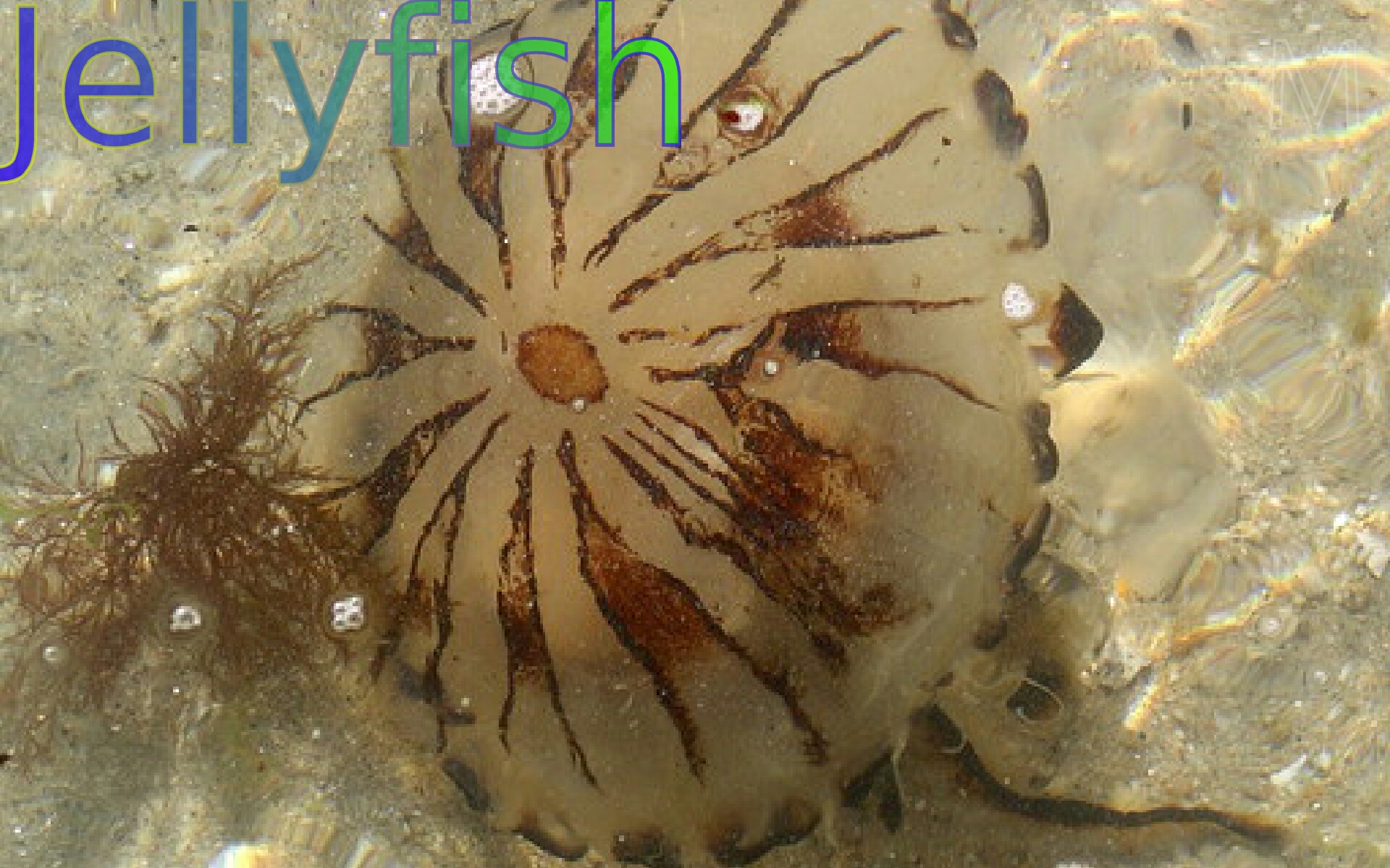 Wild Animals: app su Amazon Appstore