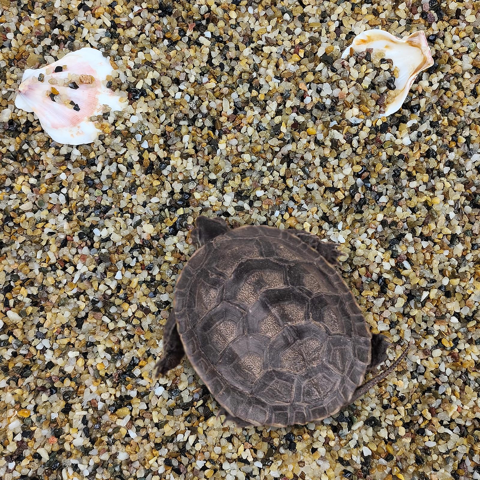 Snapklik.com : 10 Lbs Aquarium Sand, 1/16 Inch Fish Tank Gravel ...